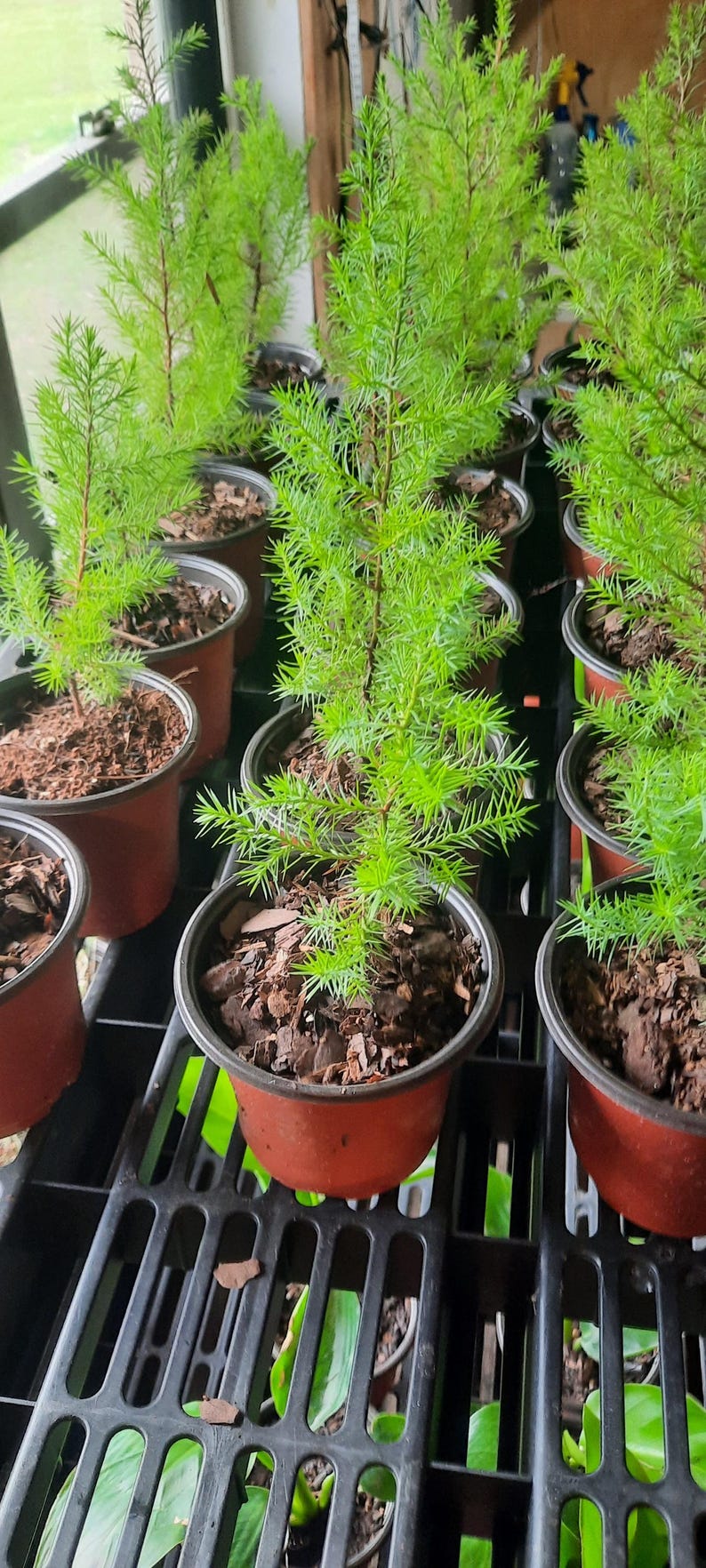 Southern Red Cedar Tree | Rooted Plug or 4-inch Pot | Native Evergreen ...