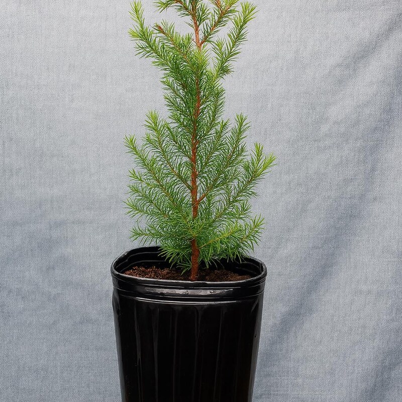 Cedar Rose - Etsy