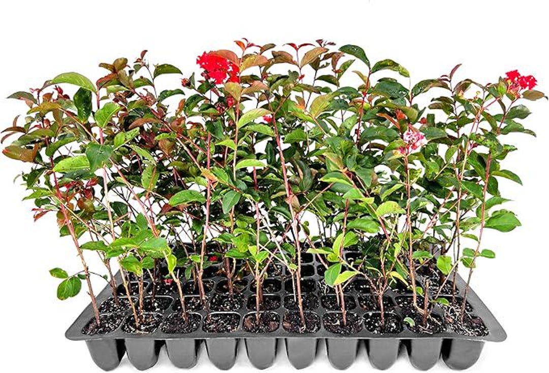 Tonto Crape Myrtle Shrubs: Fuchsia Pink Blooms - Heat and Drought Hardy ...