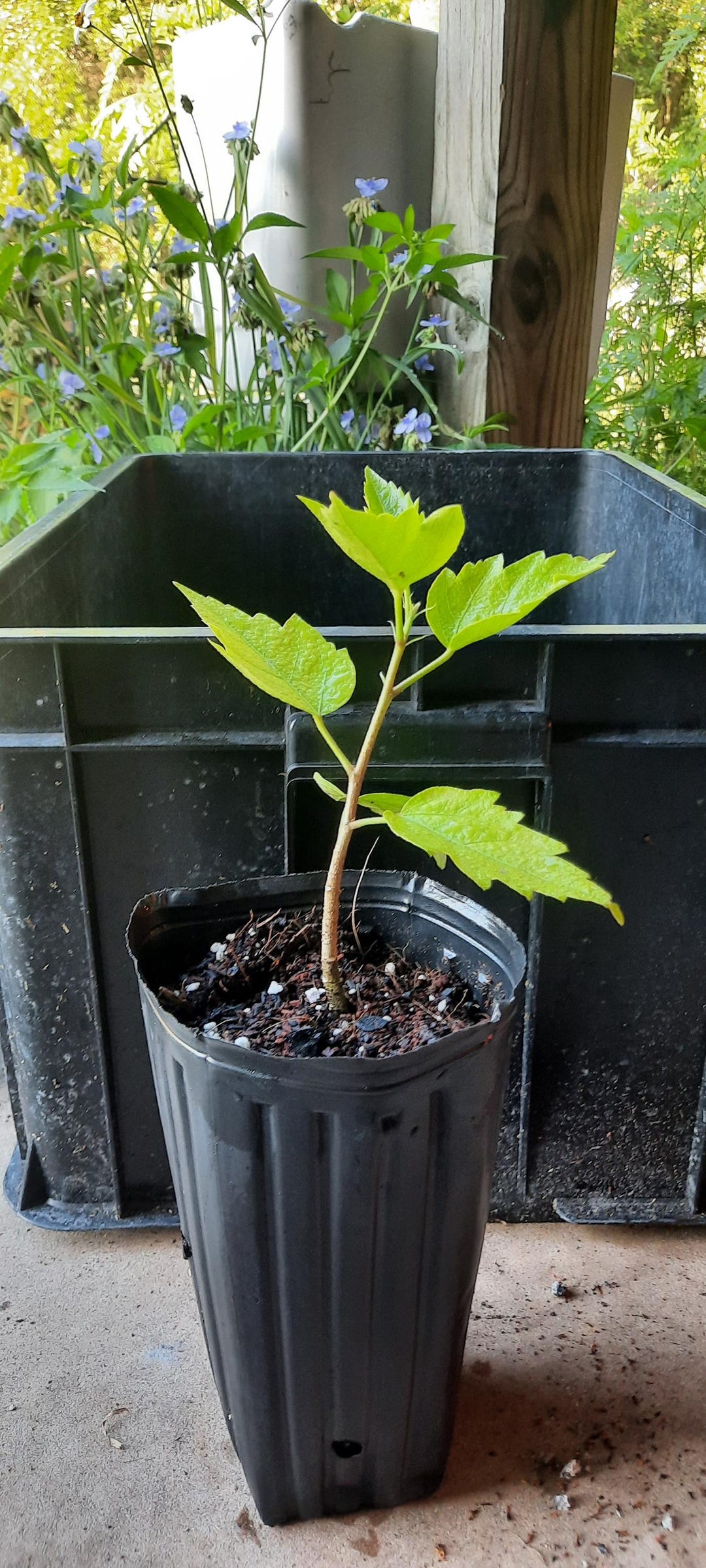 Red Maple Tree | Acer Rubrum | 1 Live Tree in 1-gallon Pot | Native ...