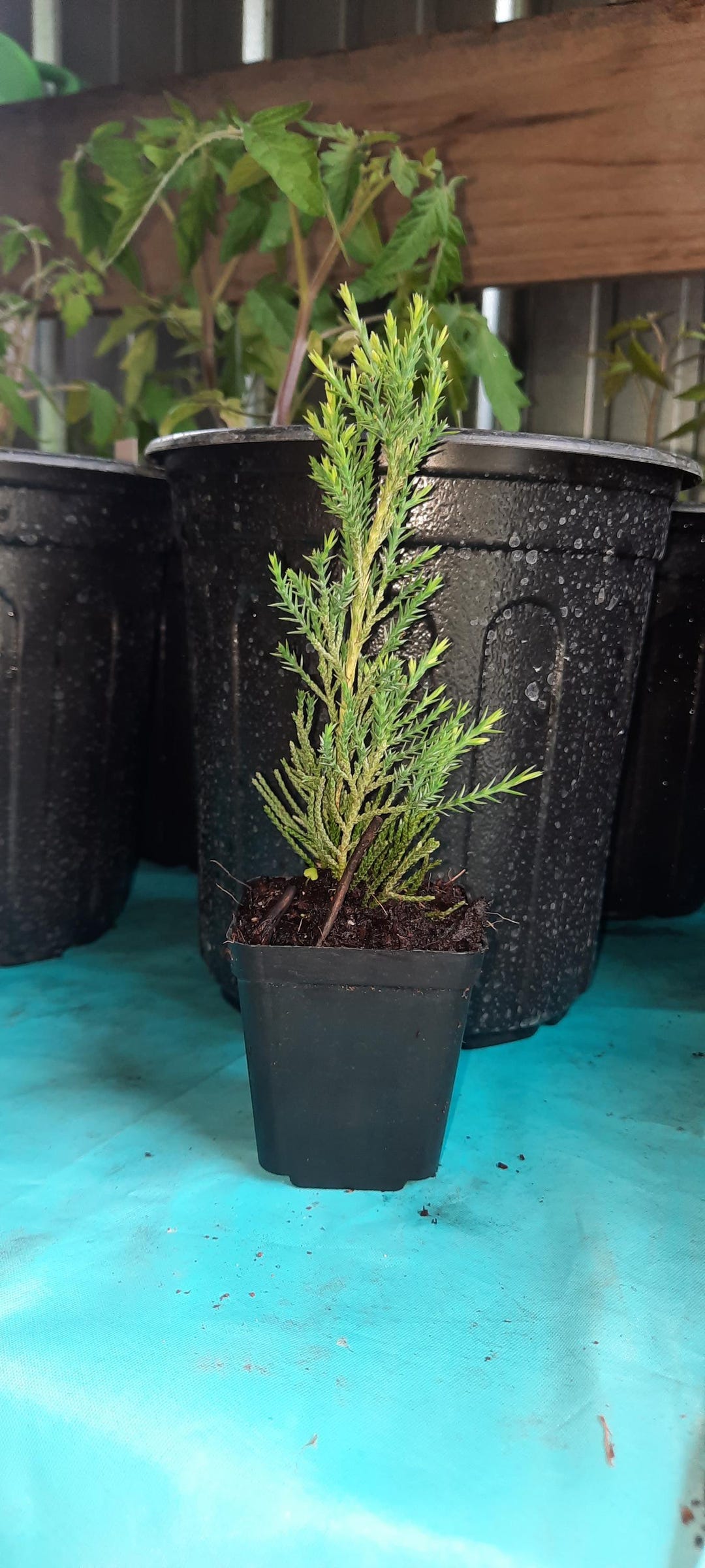 Blue Point Juniper Tree | Live Evergreen Landscape Plant | Fast-growing ...