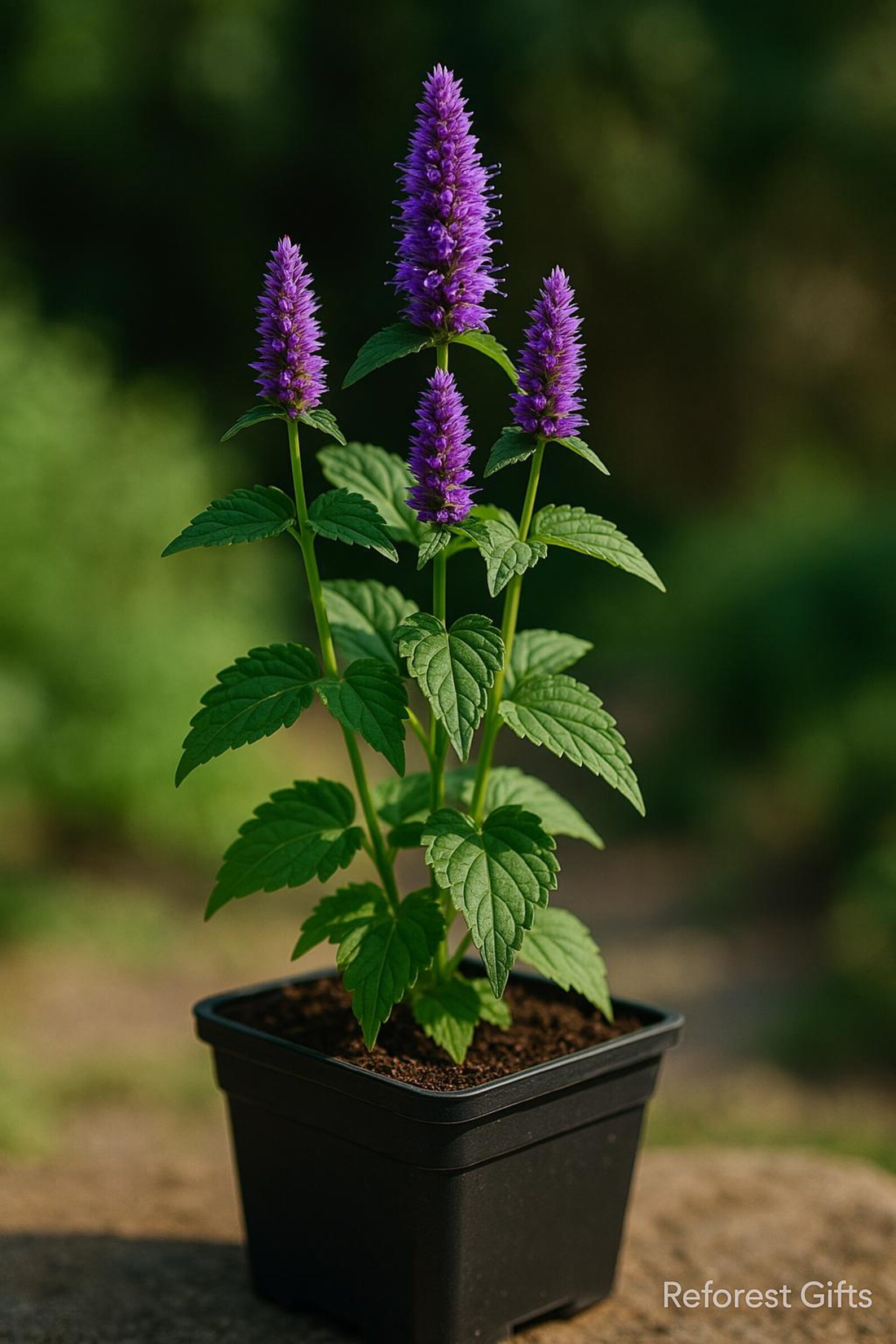 Anise Hyssop Plant: Fragrant, Bee-friendly Herb - Organic Starter - Etsy