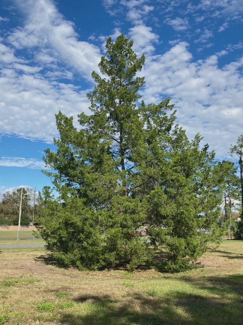 Southern Red Cedar Tree | Live Native Evergreen in 1-gallon Pot ...