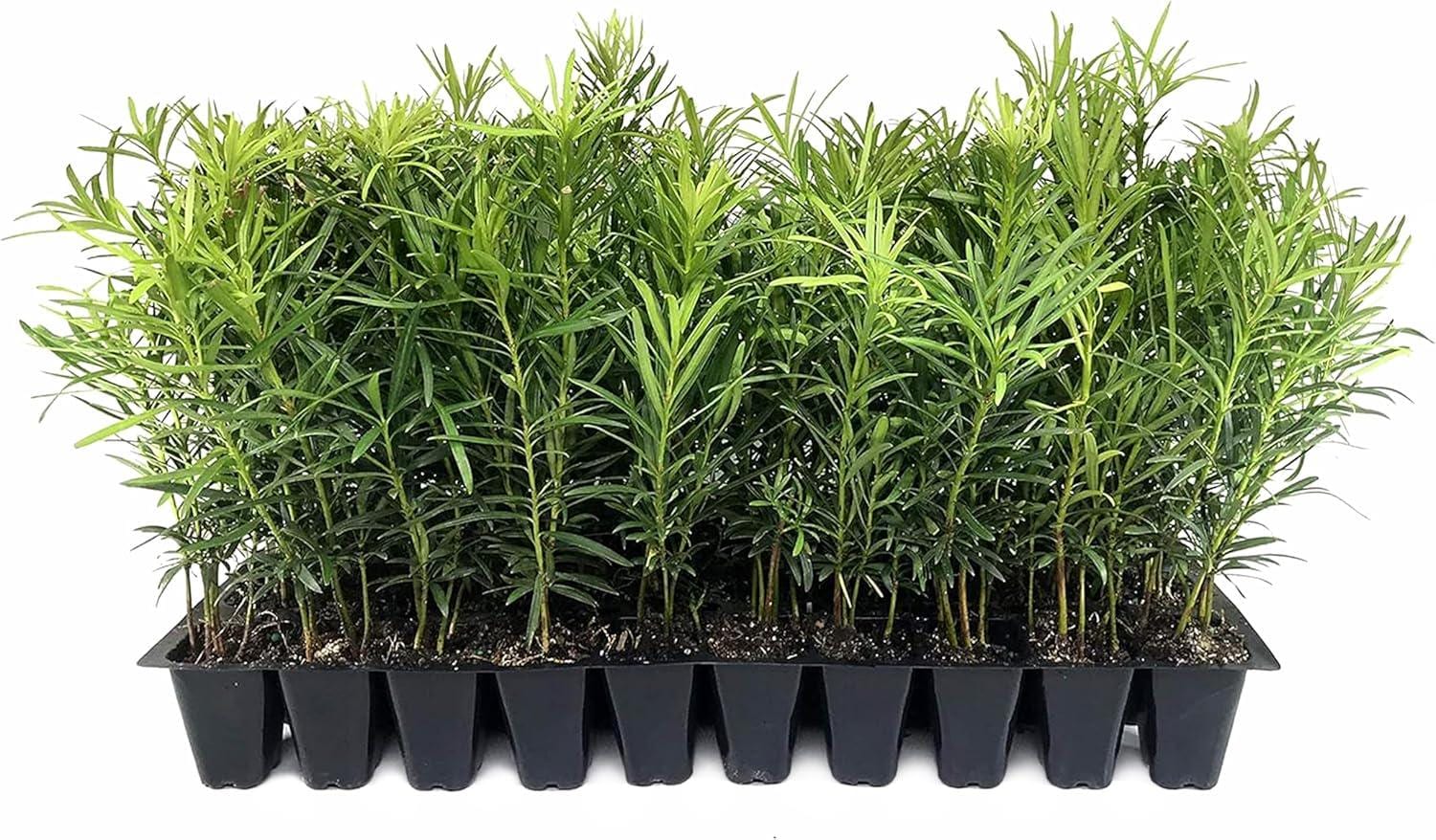 Japanese Yew Shrub, Evergreen Privacy Hedge (full Sun, Compact Form) - Etsy