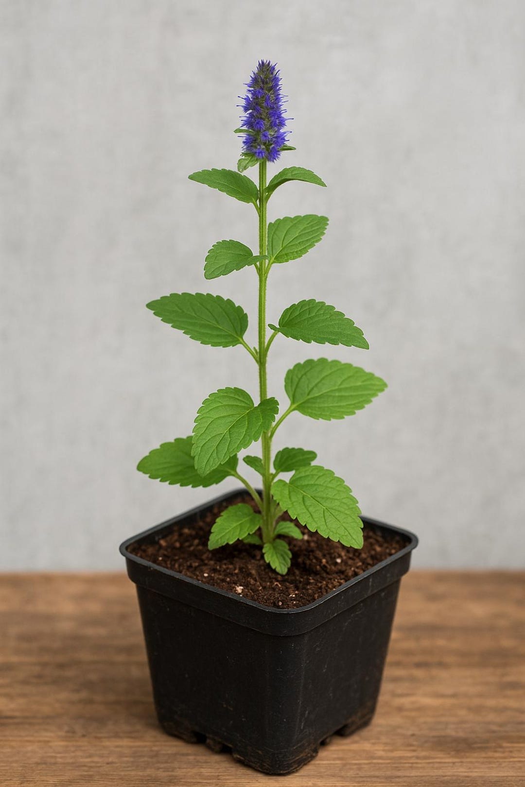Anise-hyssop Plug | Agastache Foeniculum Live Perennial Herb | Fragrant ...