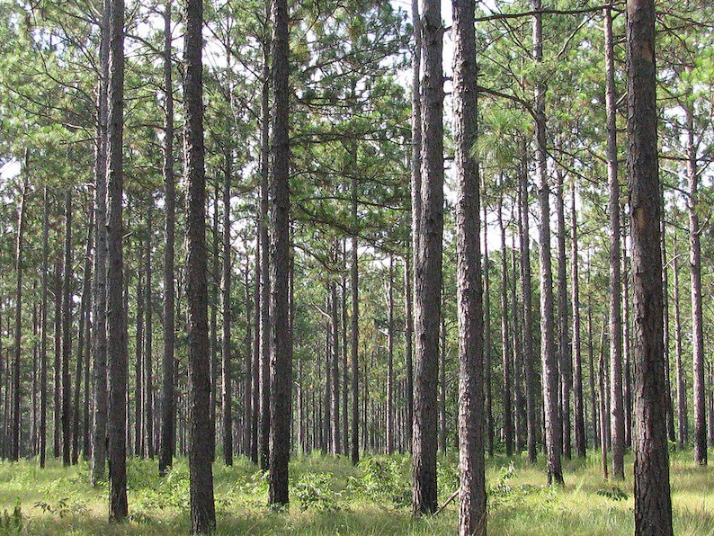 Longleaf Pine Trees: Drought Tolerant Evergreens - Native, Fast Growing ...