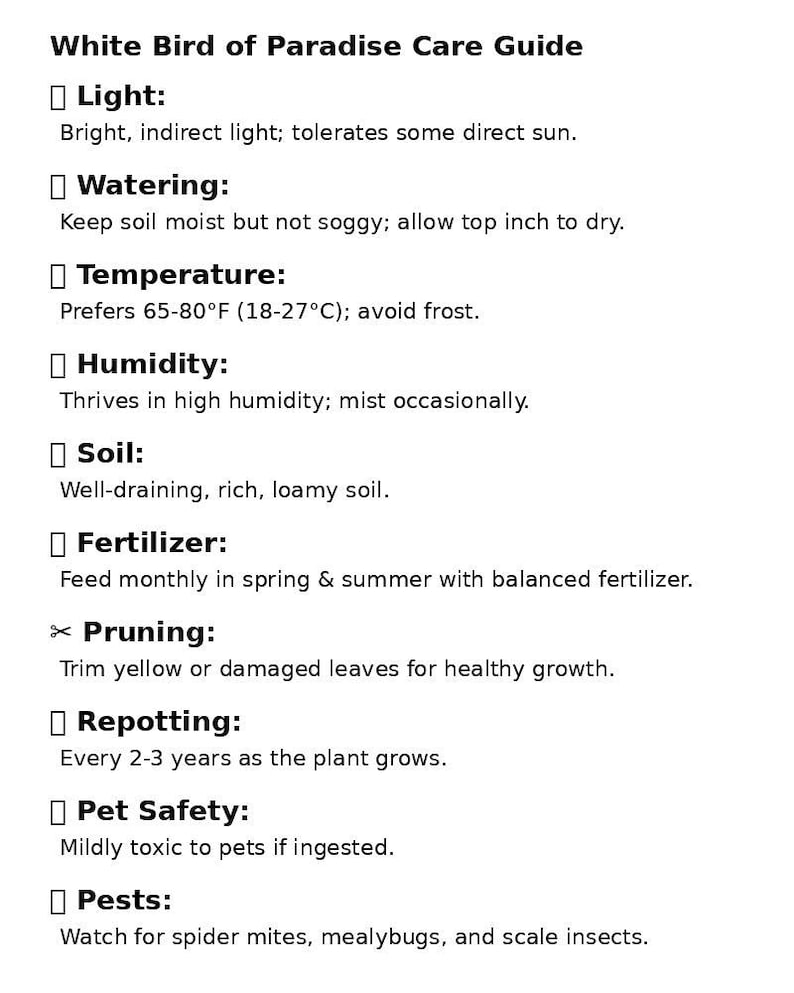 Live White Bird of Paradise Plant: Tropical Indoor Jungle Decor - Etsy