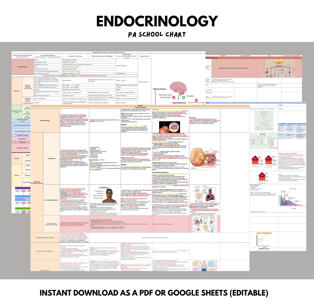PA Endocrinology Chart - Etsy