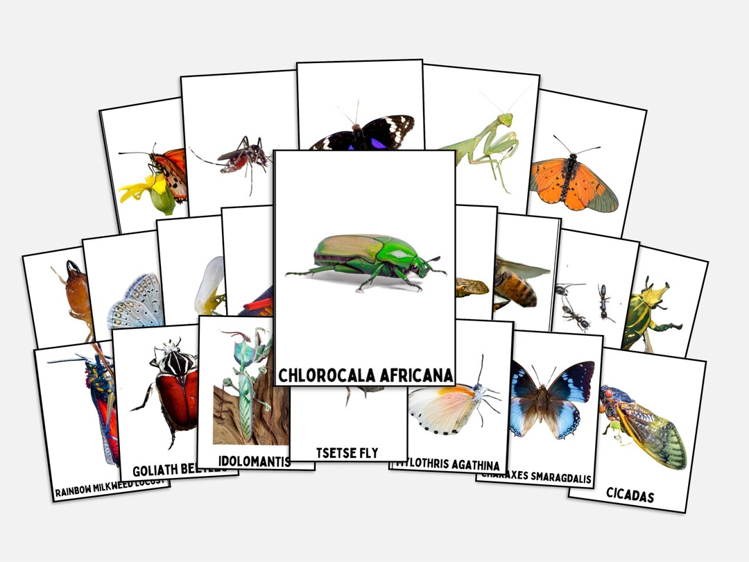 Entomology Fun: African Insect Flash Cards for Young Explorers and ...