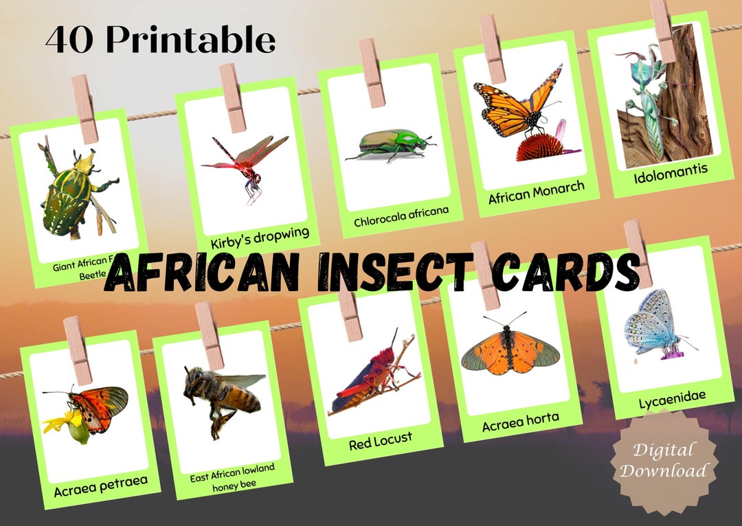 African Insect Cards Educational Insect Flashcards for Kids ...