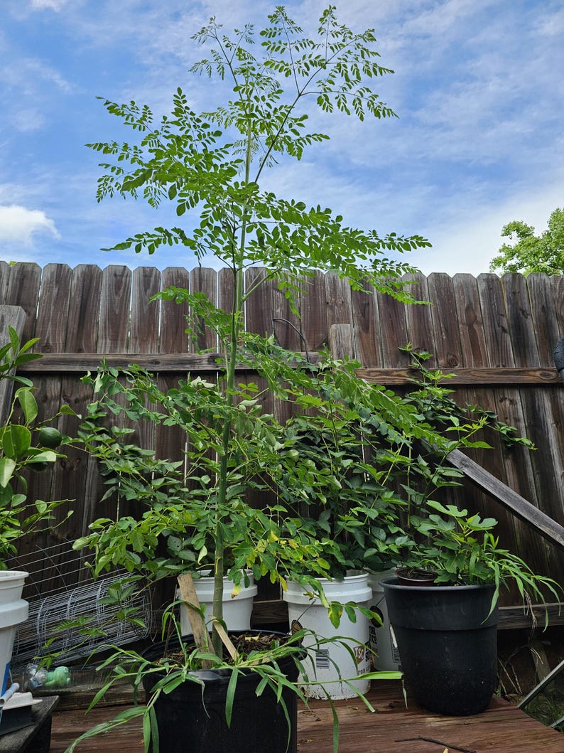Moringa Bare Root (established) - Etsy