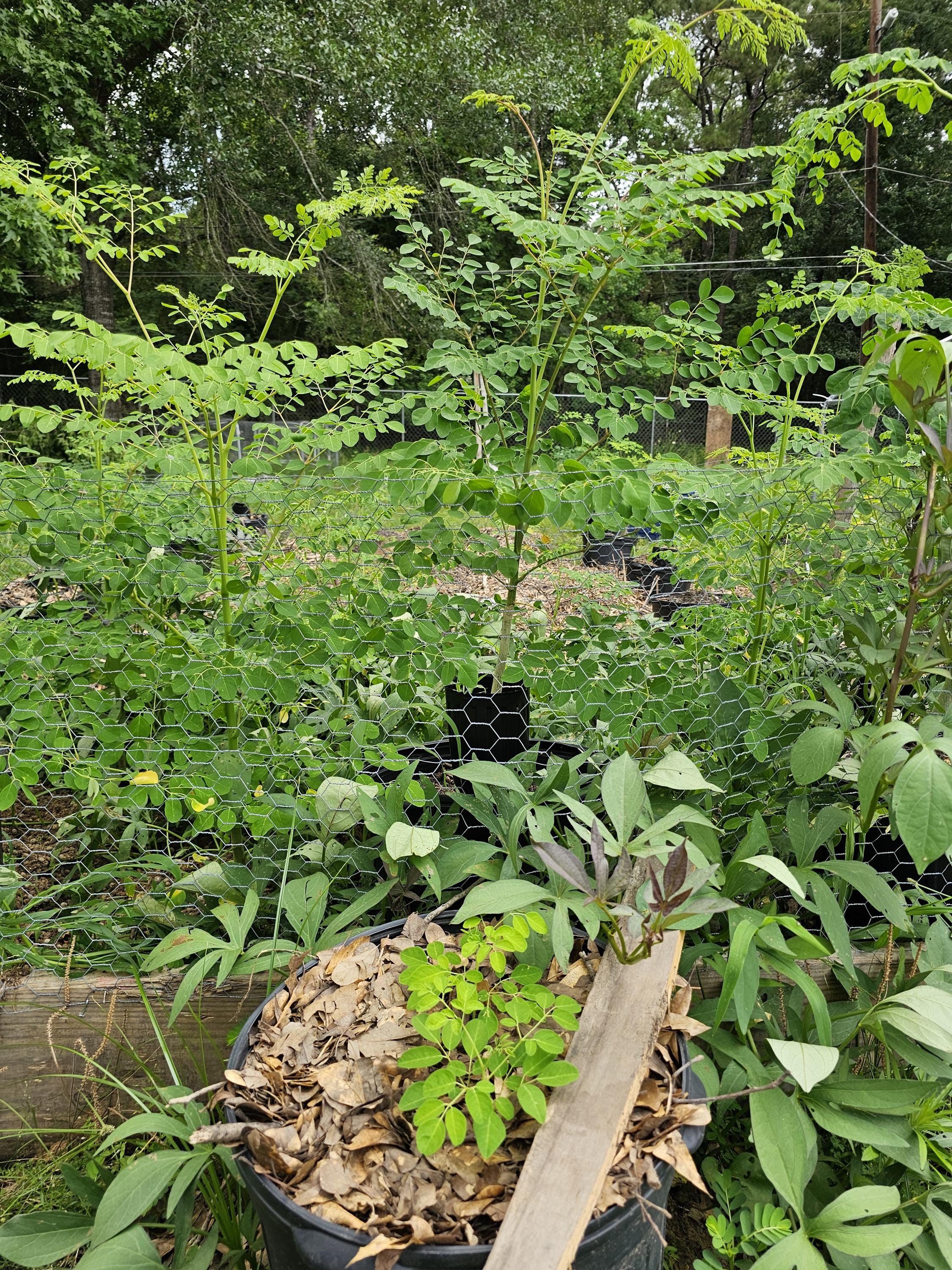 Moringa Bare Root (established) - Etsy