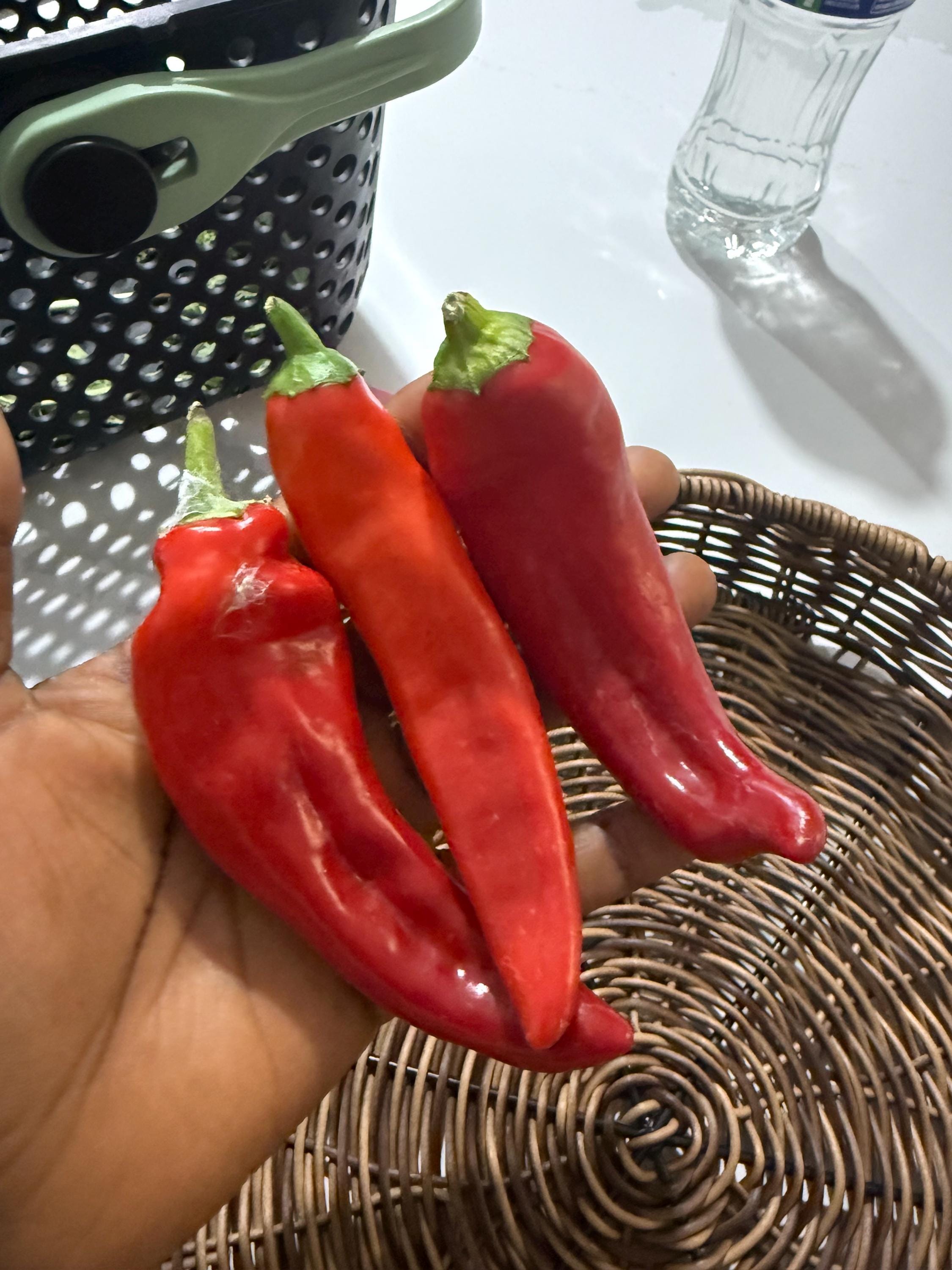 Shombo/bawa Seeds (nigerian Cayenne Pepper) - Etsy