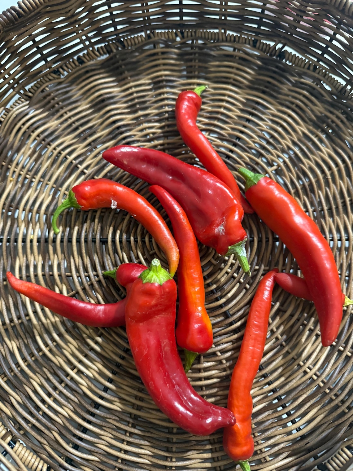 Shombo/bawa Seeds (nigerian Cayenne Pepper) - Etsy