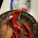 Shombo/bawa Seeds (nigerian Cayenne Pepper) - Etsy