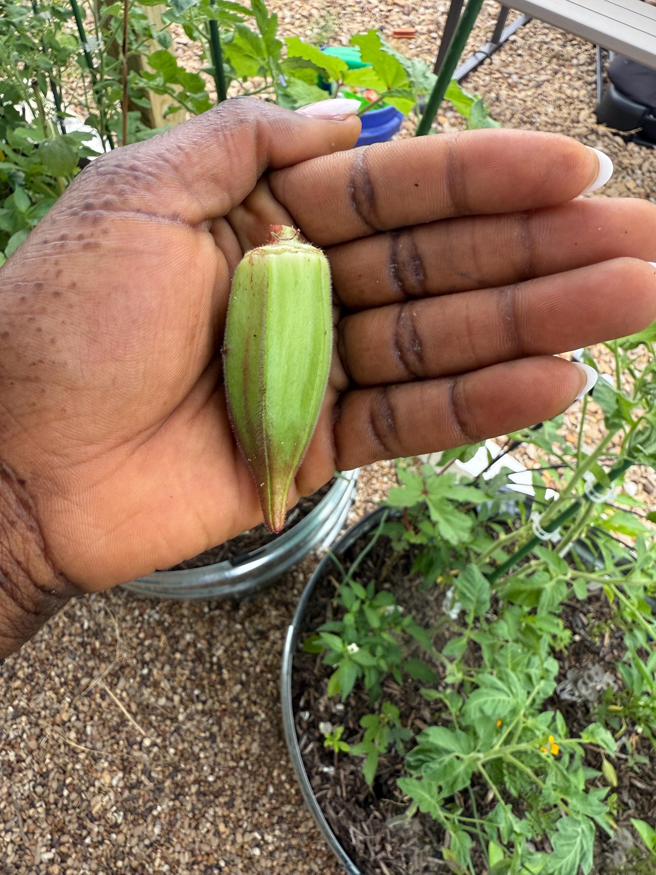 Nigerian Okra Seeds (african Okra) - Etsy