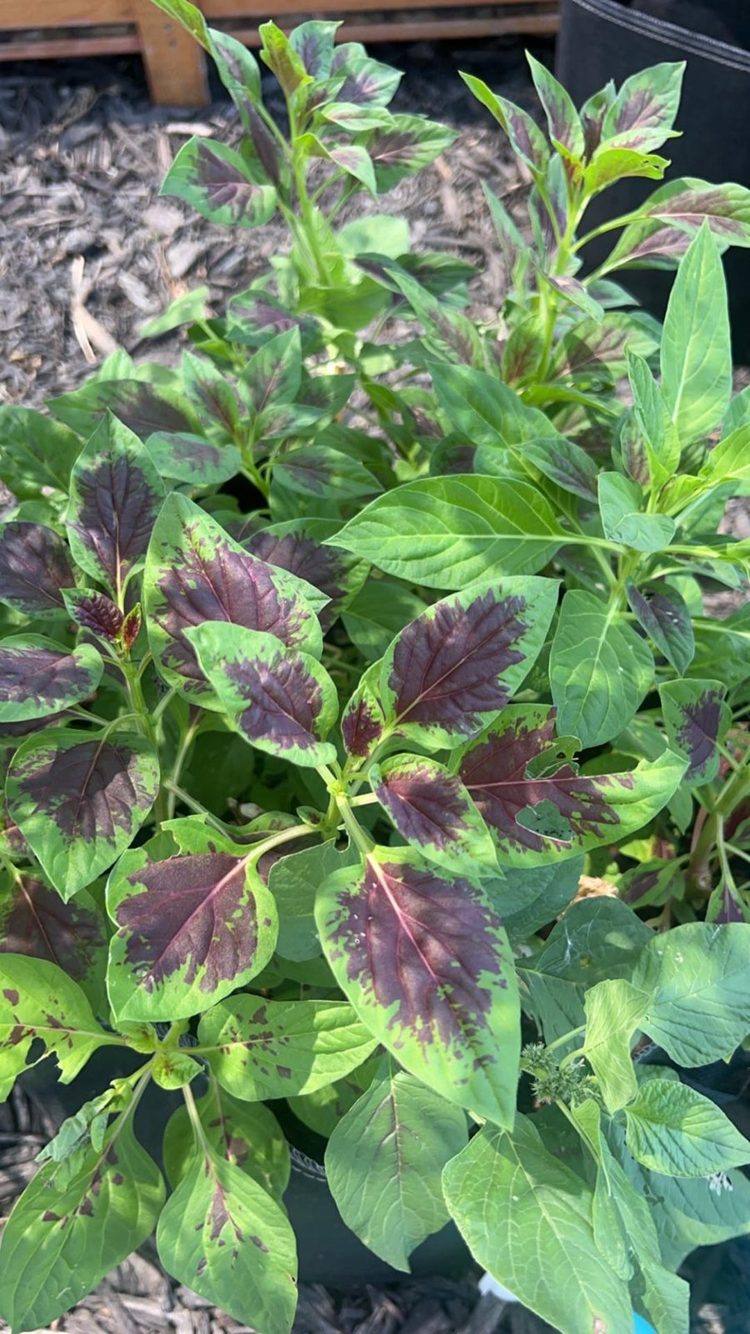 Efo Shoko Seeds (lagos Spinach) - Etsy