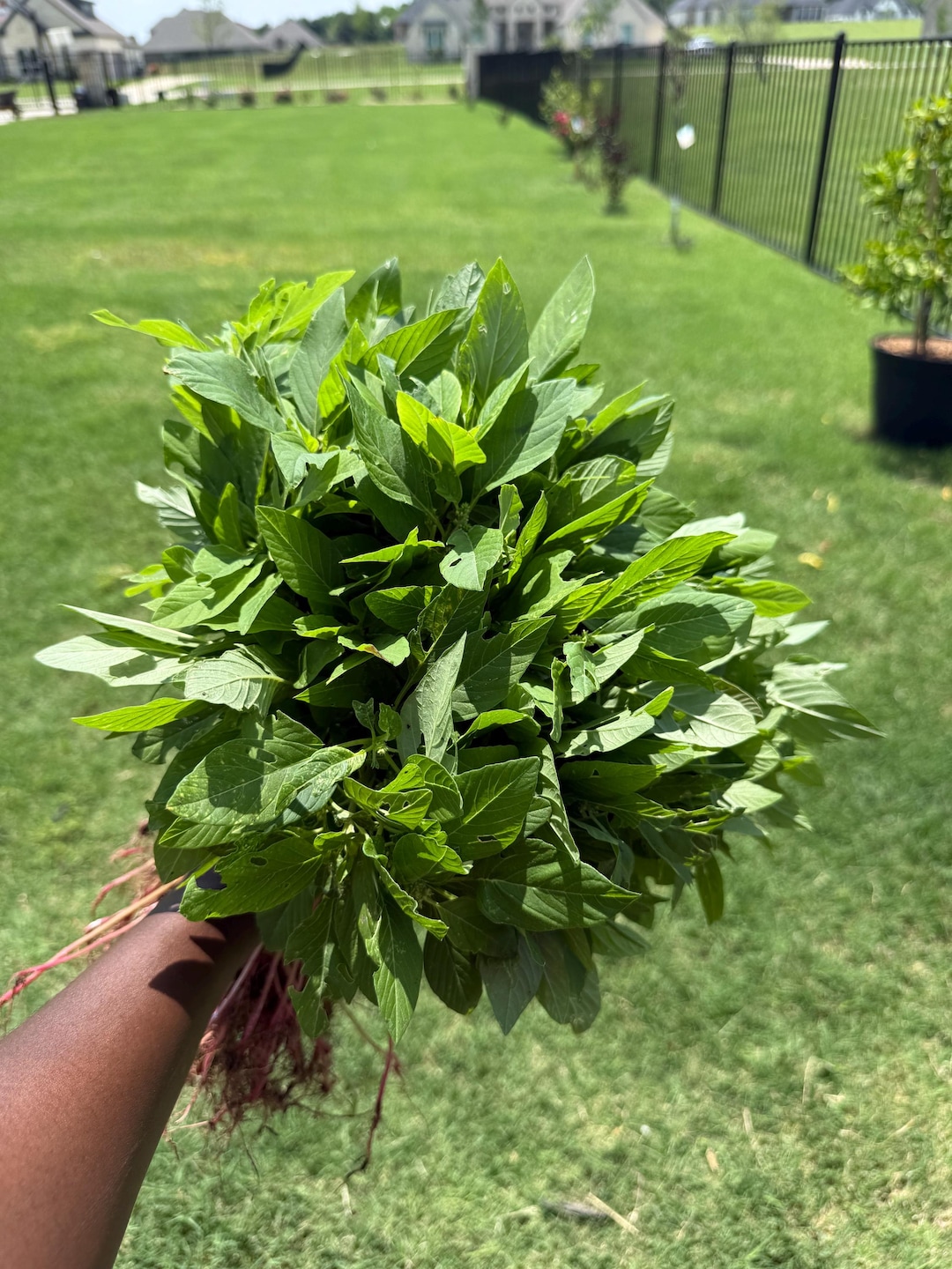 Efo Tete Seeds (green Amaranth) - Etsy