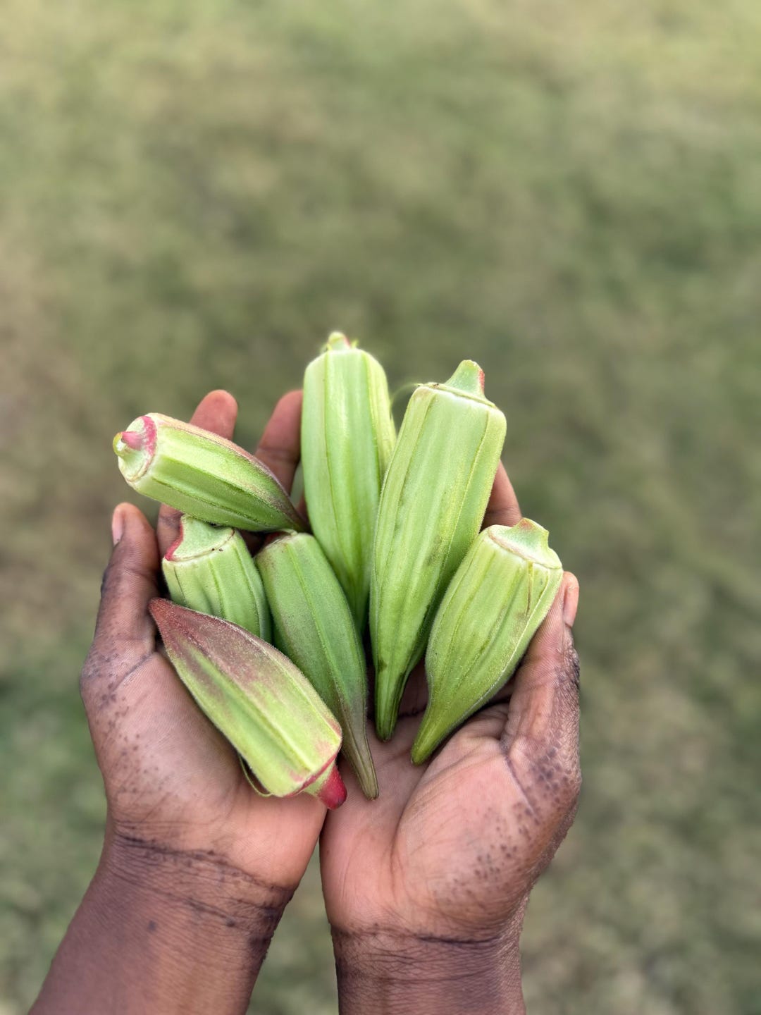 Nigerian Okra Seeds (african Okra) - Etsy
