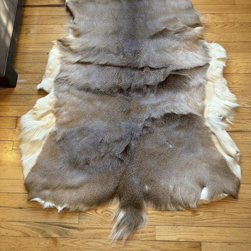 Whitetail Deer Hide - Etsy