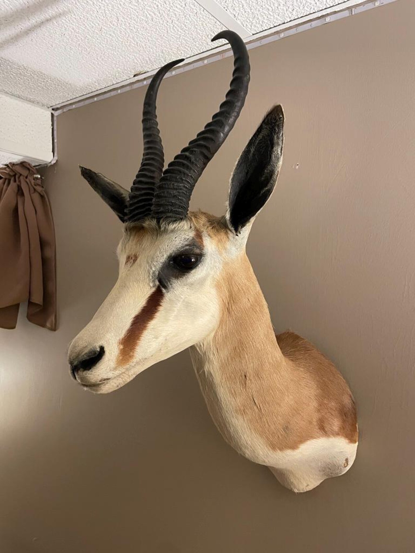 Springbok Taxidermy Shoulder Mount - Etsy