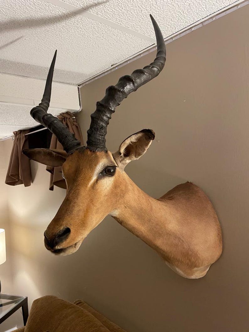 Impala Taxidermy Shoulder Mount - Etsy