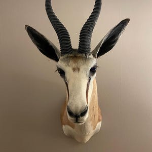 Springbok Taxidermy Shoulder Mount - Etsy