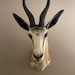 Springbok Taxidermy Shoulder Mount - Etsy