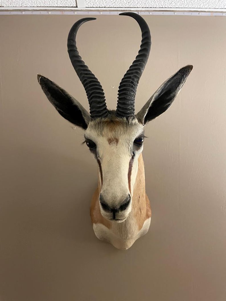 Springbok Taxidermy Shoulder Mount - Etsy