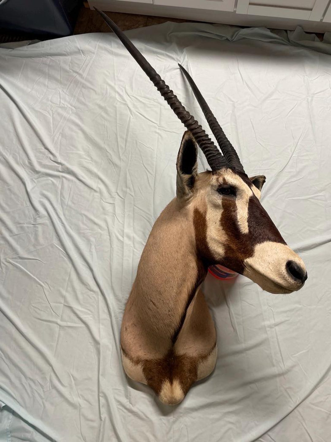 Gemsbok Taxidermy Shoulder Mount - Etsy