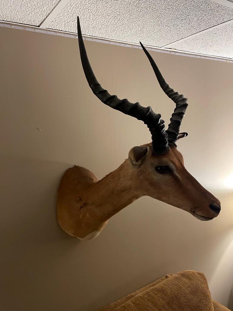 Impala Taxidermy Shoulder Mount - Etsy