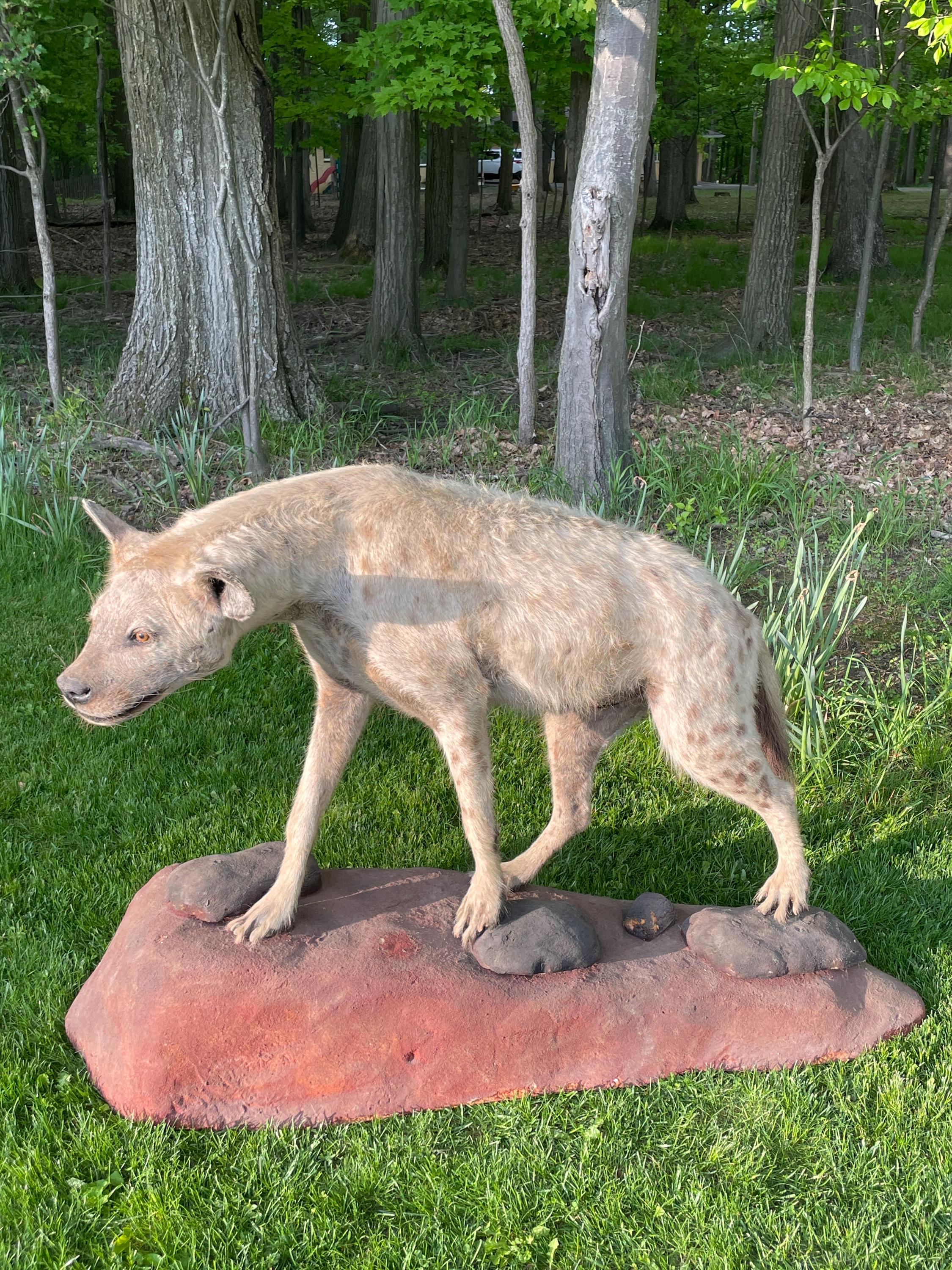 Spotted Hyena Full Body Taxidermy Mount - READ DESCRIPTION - Etsy