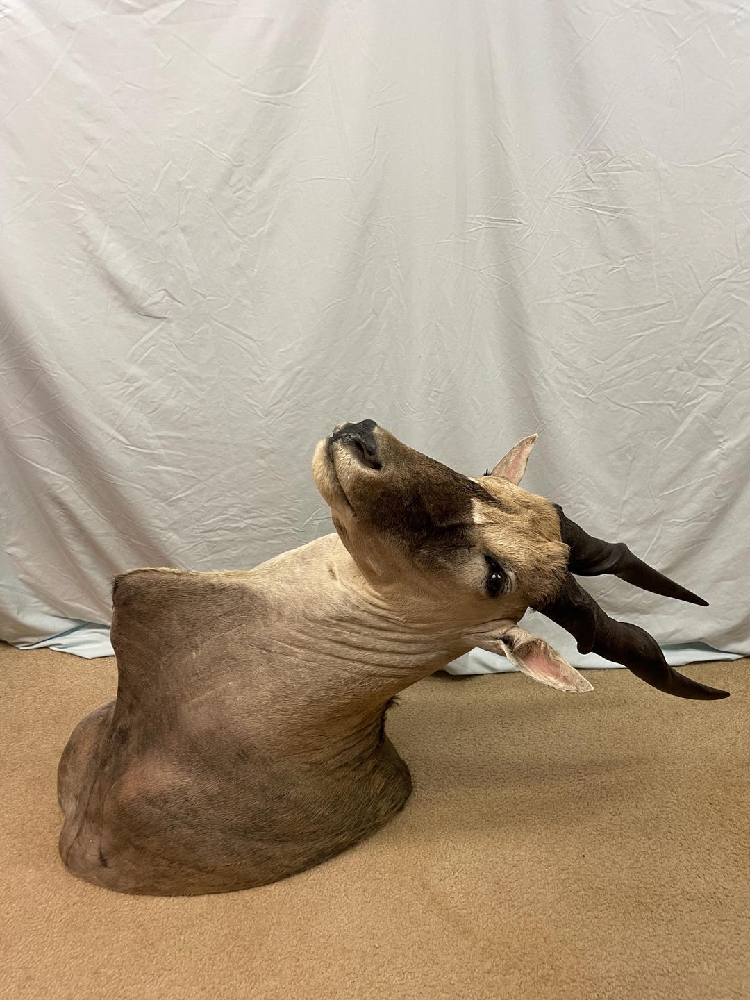 Eland Taxidermy Shoulder Mount (READ DESCRIPTION) - Etsy