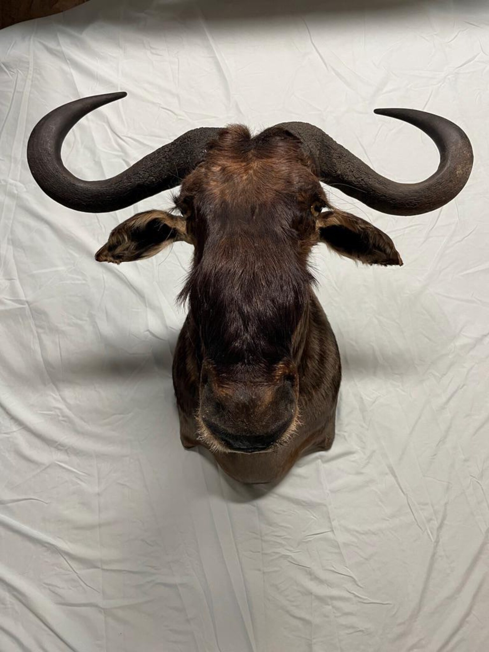 Blue Wildebeest Taxidermy Shoulder Mount - Etsy