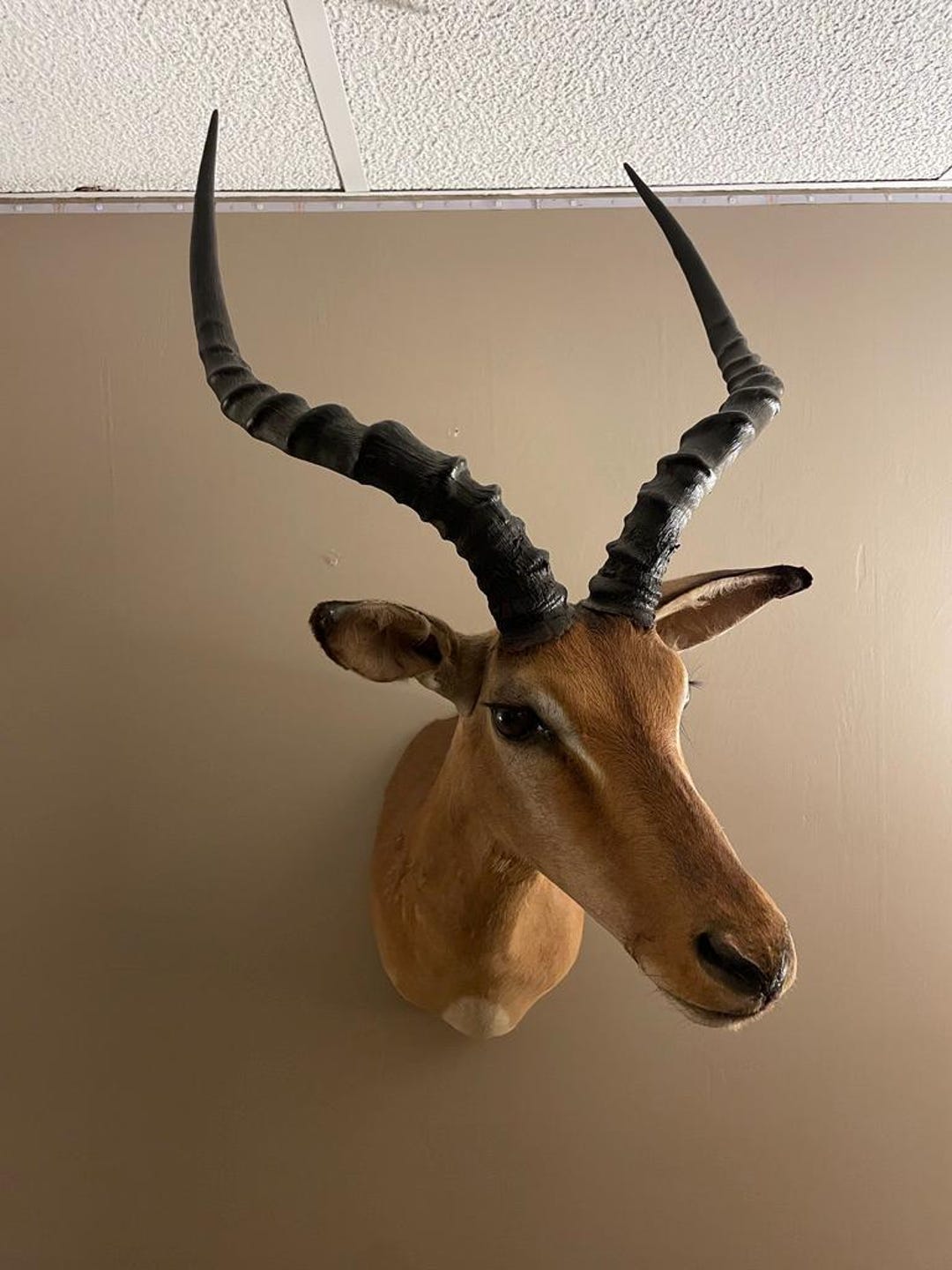 Impala Taxidermy Shoulder Mount - Etsy