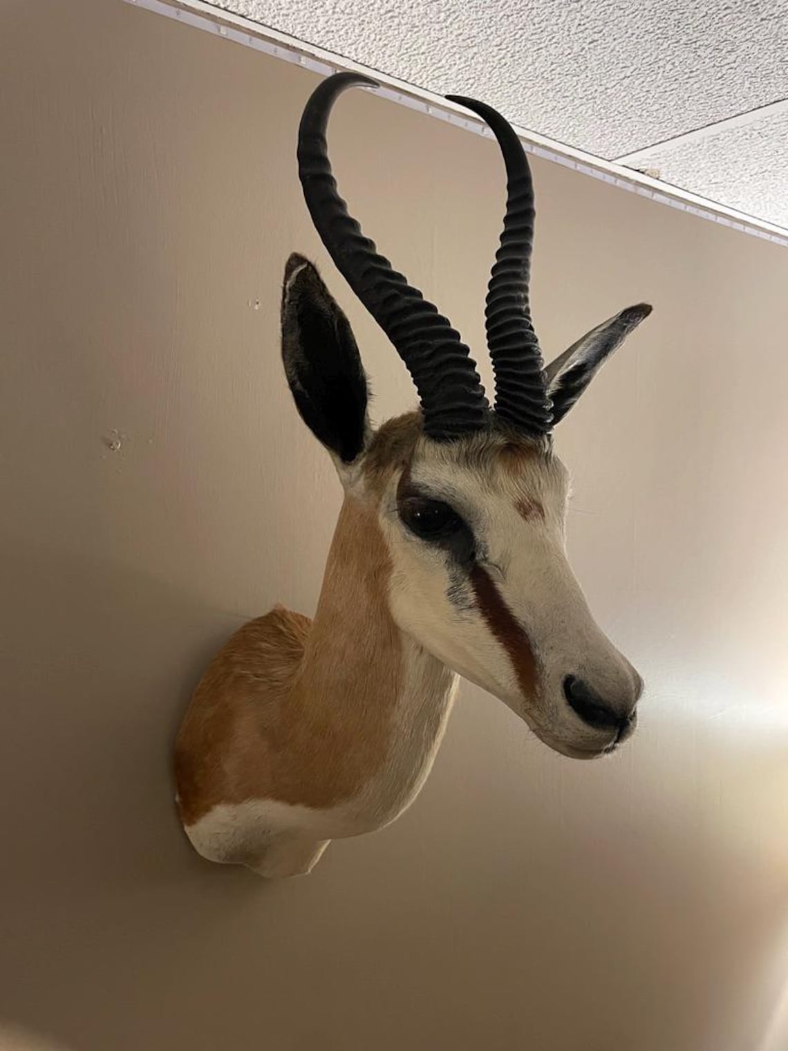Springbok Taxidermy Shoulder Mount - Etsy