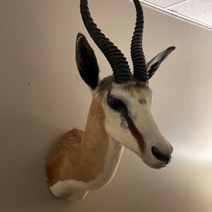 Springbok Taxidermy Shoulder Mount - Etsy