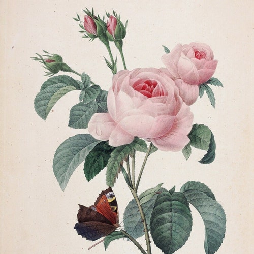 Antique French Botanical Illustration Pink Roses DIGITAL - Etsy