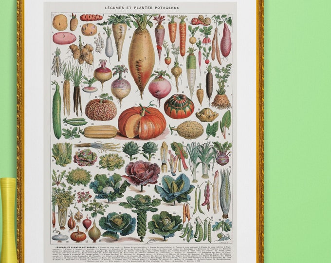 Antique French Botanical Illustration Vegetables Pumpkin - Etsy