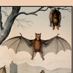flying lemur bat