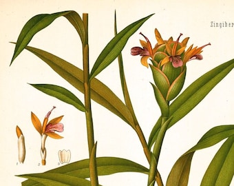 Ginger Plant Illustration - Etsy