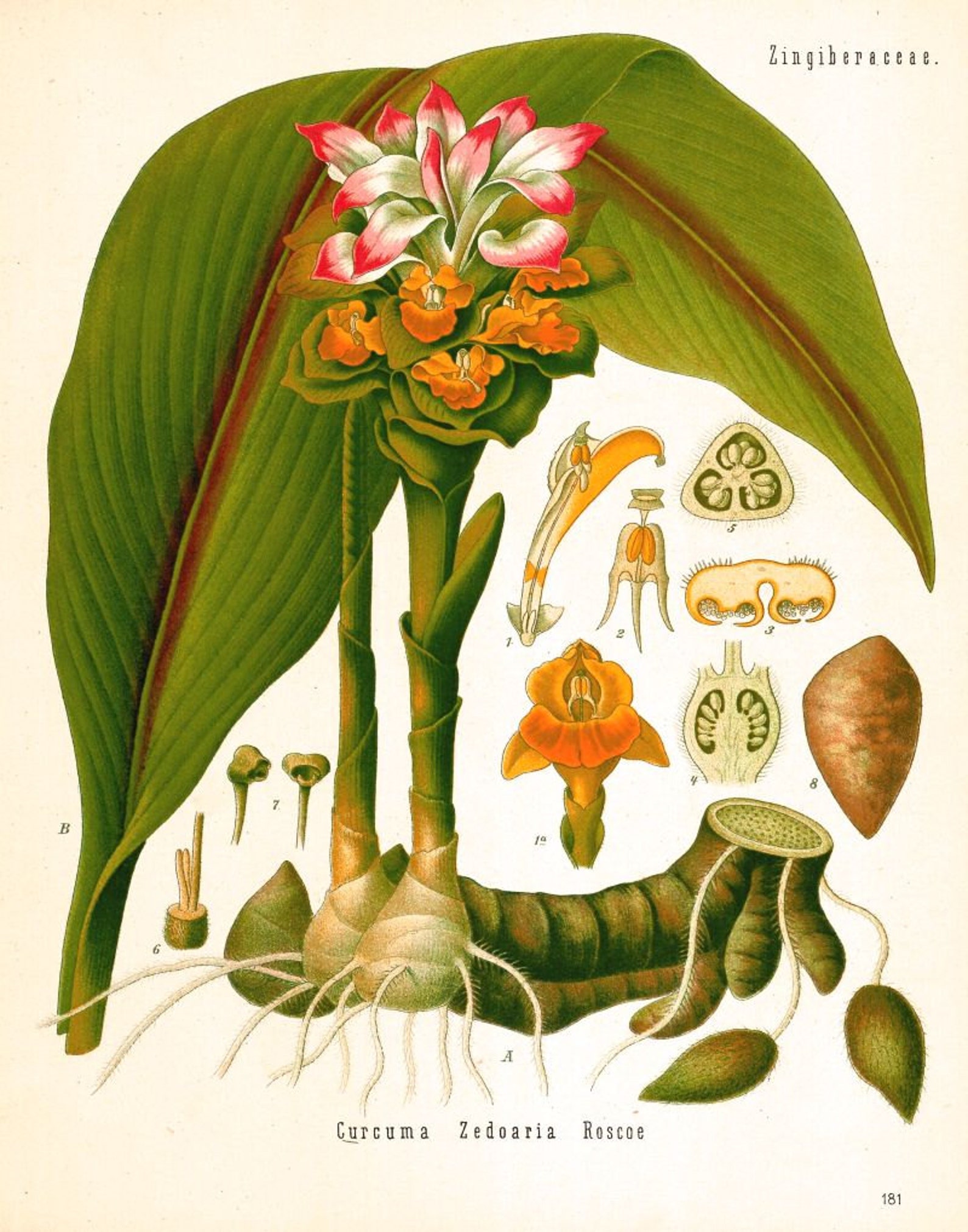 Antique botanical print curcuma turmeric illustration digital | Etsy