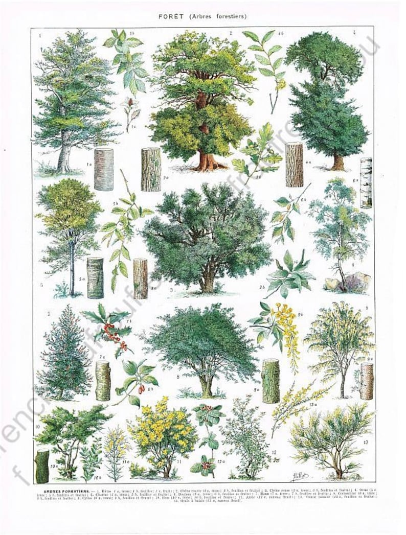 Antique French Illustration Botanical Forest Tree Digital Download - Etsy