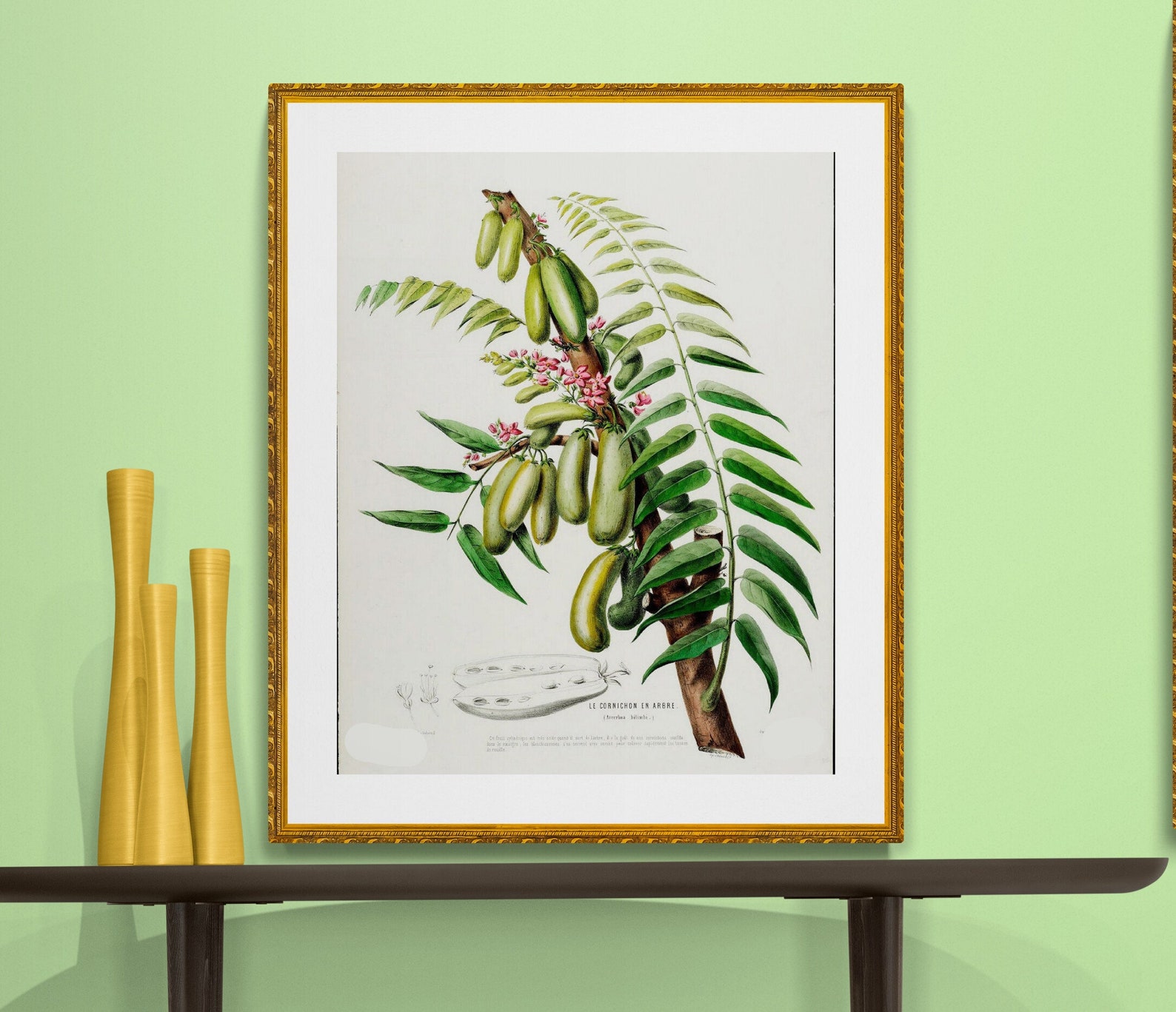 Tropical Pickle Tree Cornichon En Arbre Bilimbi Tree | Etsy