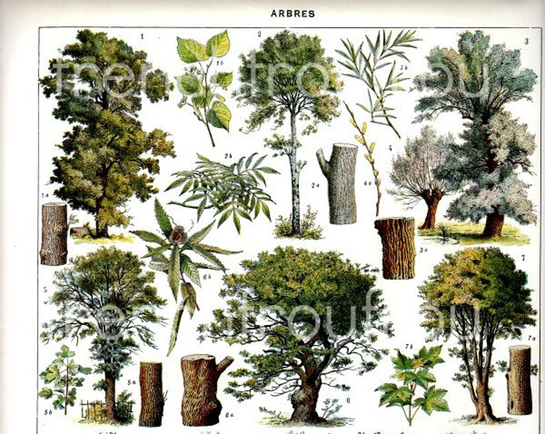 Antique French Illustration Learning Board Trees Print Digital - Etsy