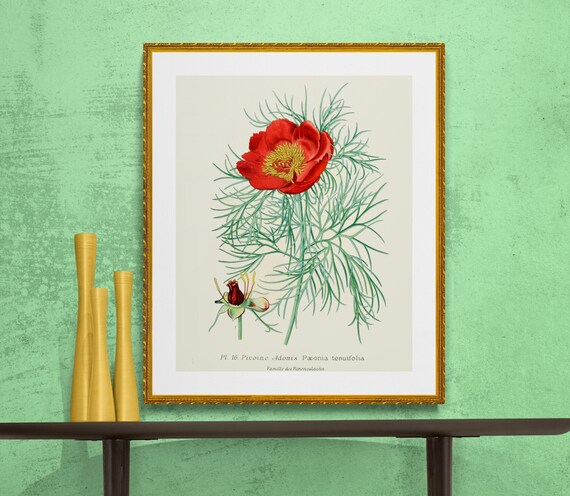 Peony Adonis Antique French Botanical Illustration Digital - Etsy