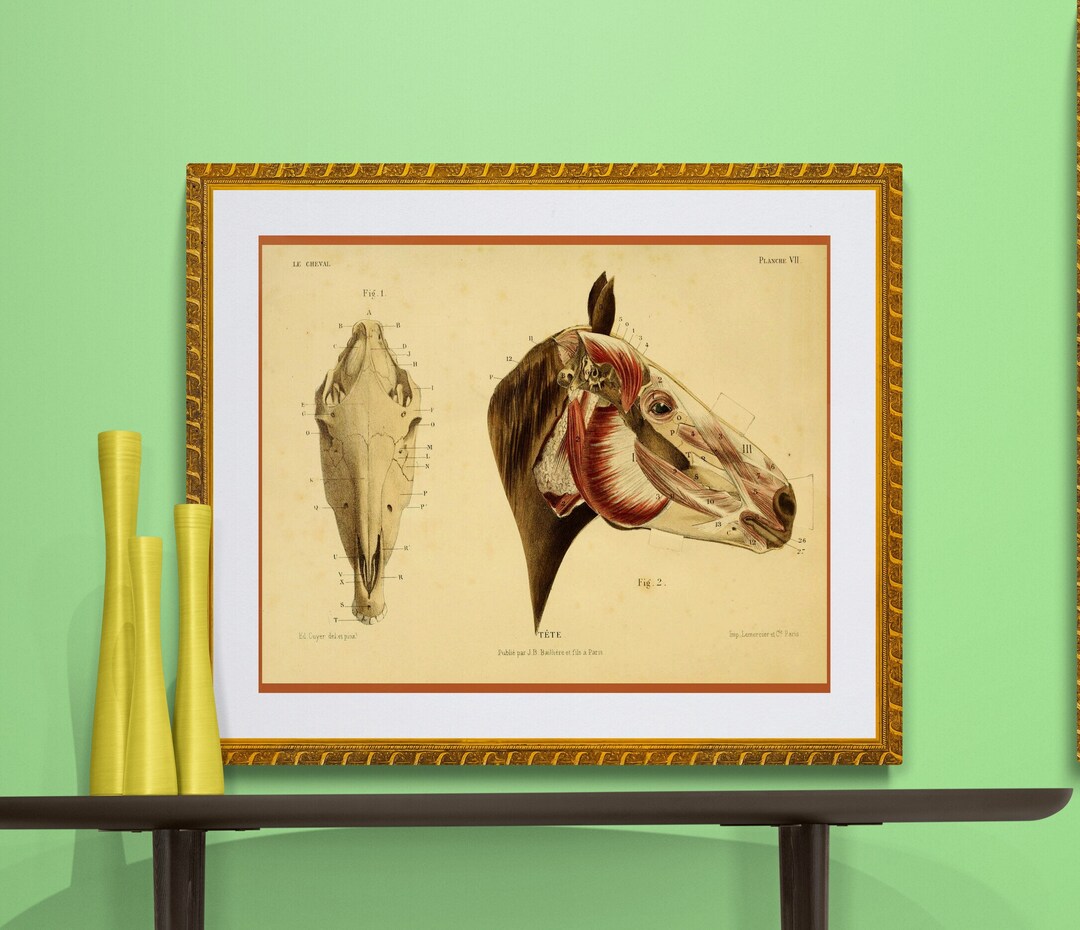 Horse Head Veterinary Medicine, Anatomical Illustration ,antique French ...