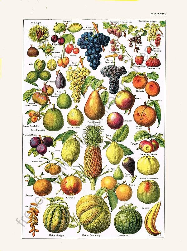 Antique French Illustration Fruits Collage Sheet Learner Board DIGITAL ...