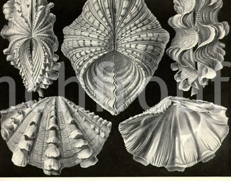 Antique Victorian Seashells Illustration 1904 Lithograph - Etsy