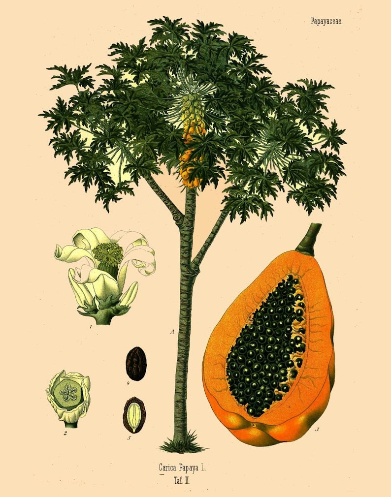 Antique Botanical Print Papaya Fruit Papaya Tree Illustration Digital ...